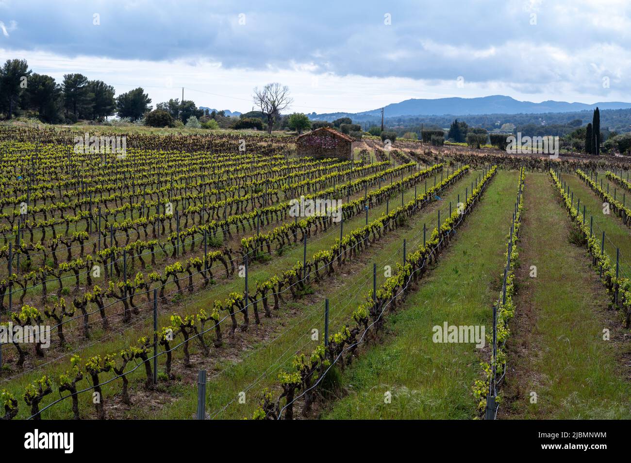 Grape trunks on green vineyards of Cotes de Provence in spring, Bandol ...