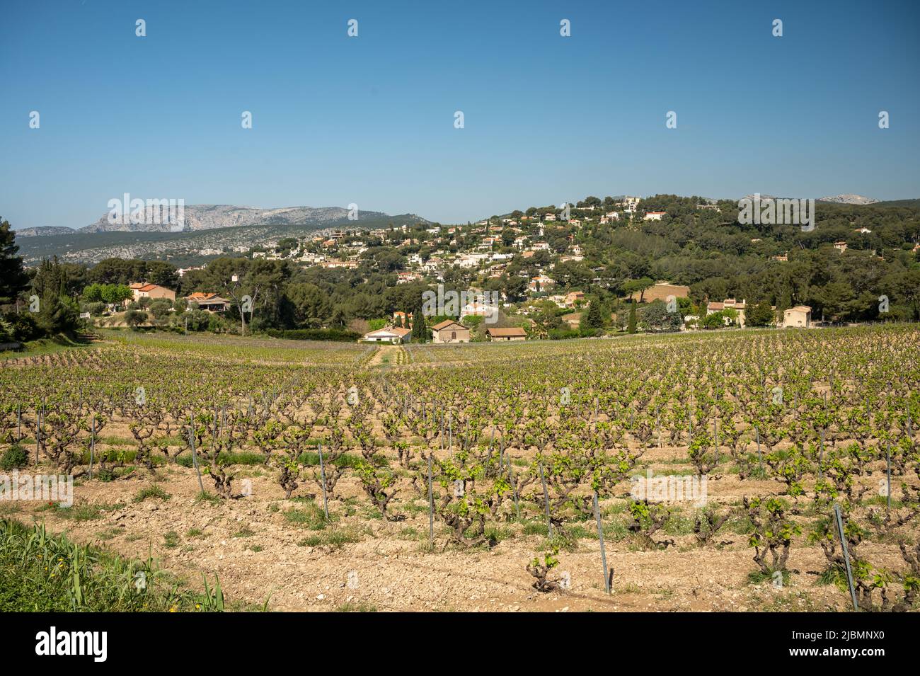 Grape trunks on green vineyards of Cotes de Provence in spring, Cassis ...