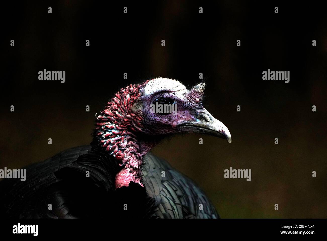 Wild turkey bird in dark background Stock Photo - Alamy