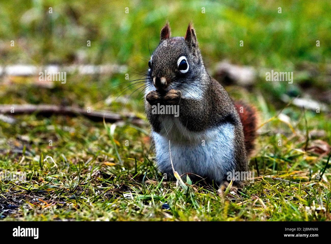 Squirrel in the grassy field Stock Photo - Alamy