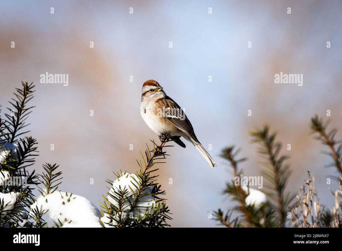 American sparrows hi-res stock photography and images - Alamy