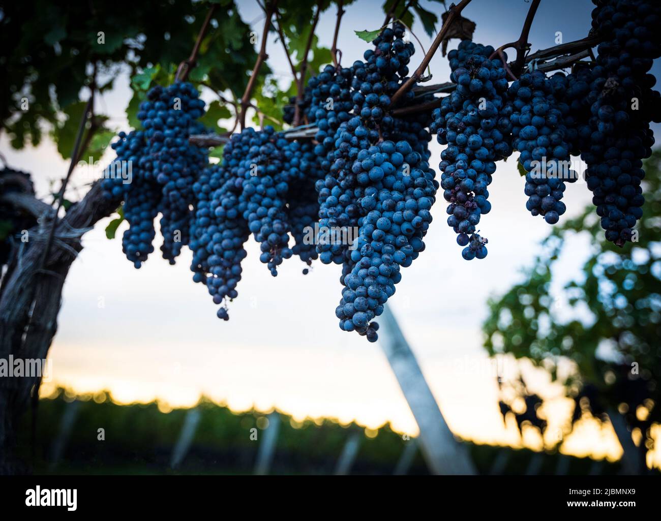 Grape vines with ripe black grapes in Niagara, Canada Stock Photo - Alamy