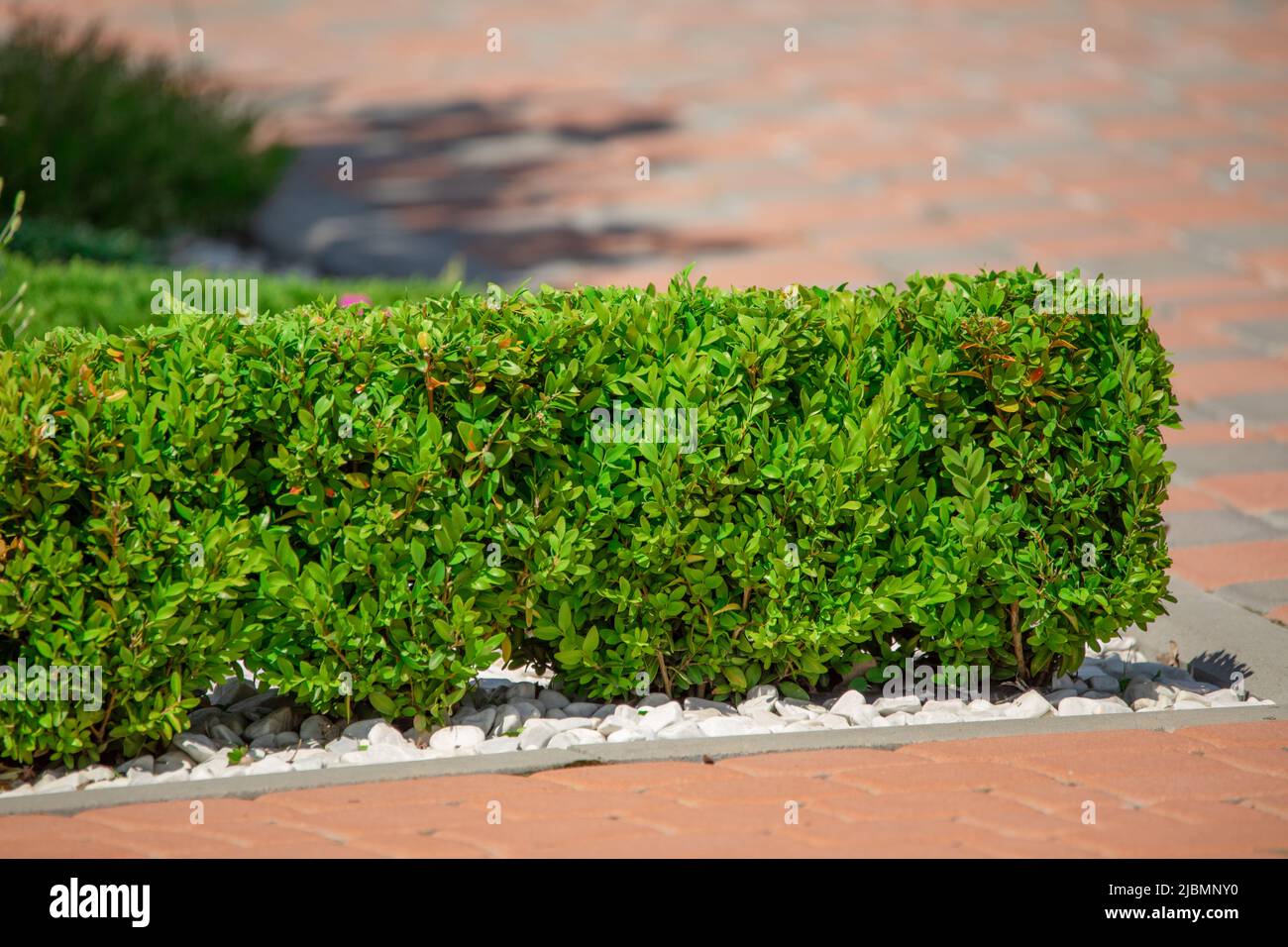 Green rectangular boxwood bush on the flowerbed Stock Photo - Alamy