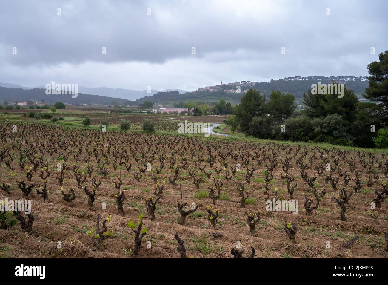 Old grape trunks on vineyards of Cotes de Provence in spring, Bandol ...