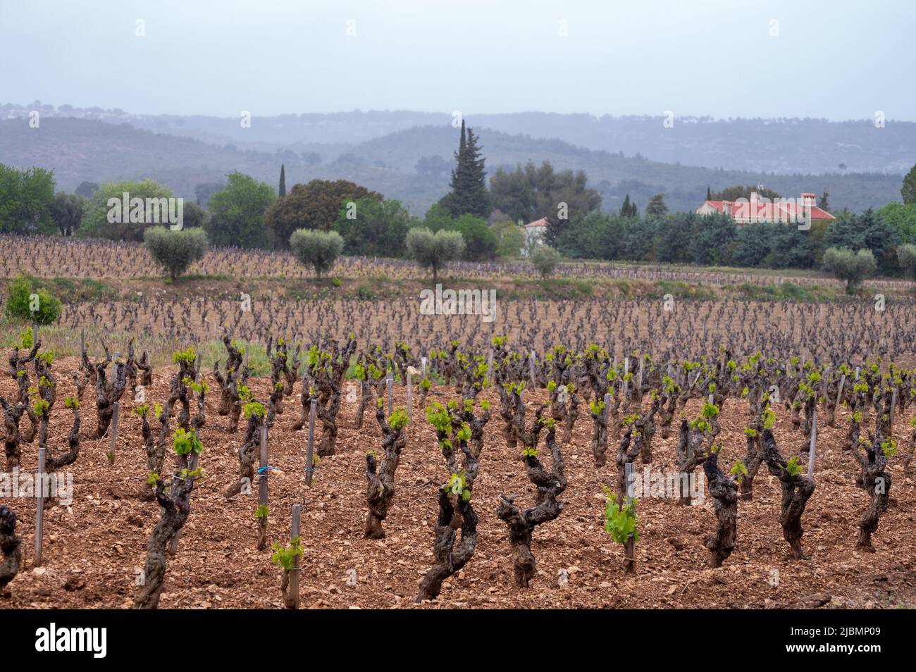 Old grape trunks on vineyards of Cotes de Provence in spring, Bandol ...