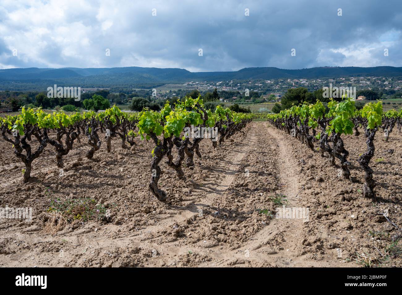 Grape trunks on green vineyards of Cotes de Provence in spring, Bandol ...
