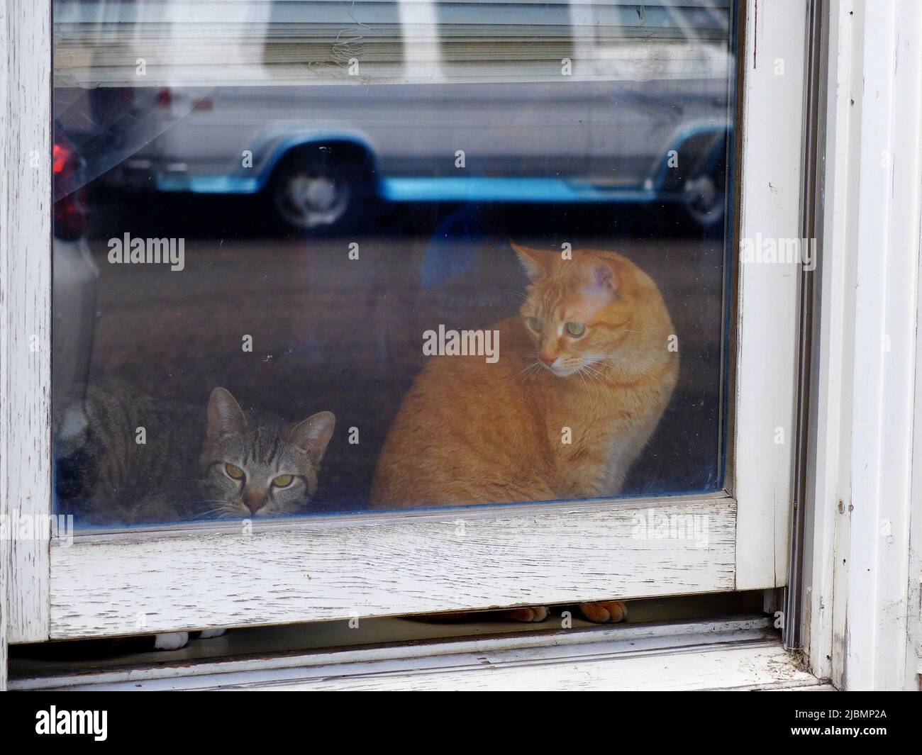 Cats in a window of a home or apartment looking out Stock Photo - Alamy