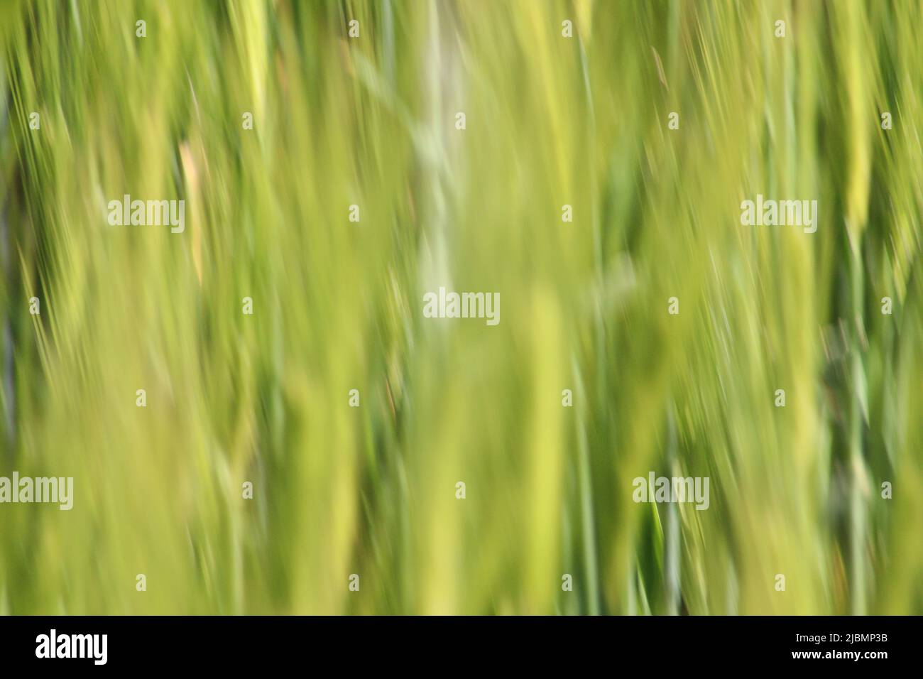 Green barley abstract Stock Photo - Alamy