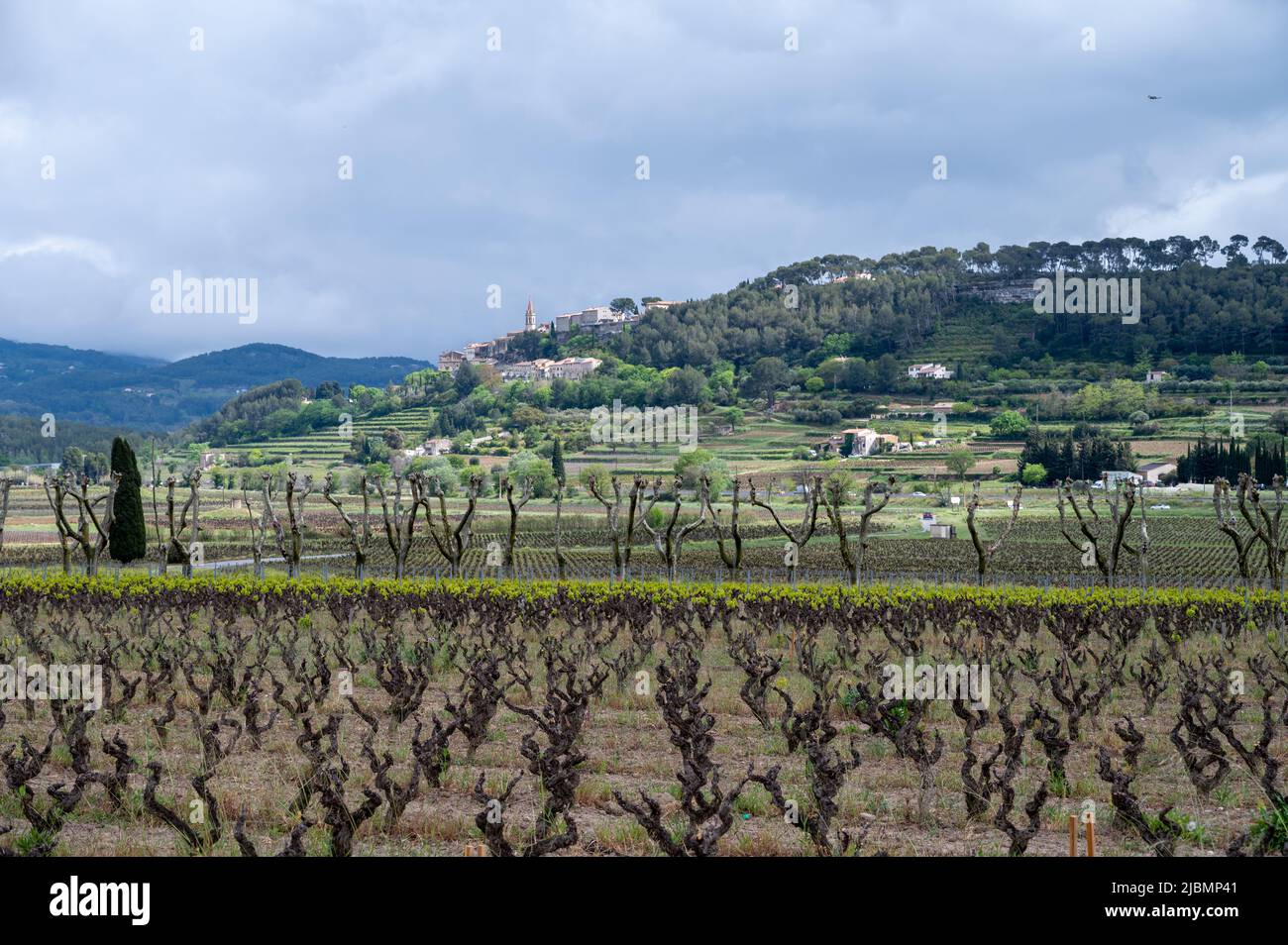 Old grape trunks on vineyards of Cotes de Provence in spring, Bandol ...