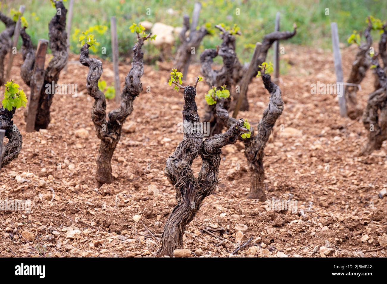 Old grape trunks on vineyards of Cotes de Provence in spring, Bandol ...