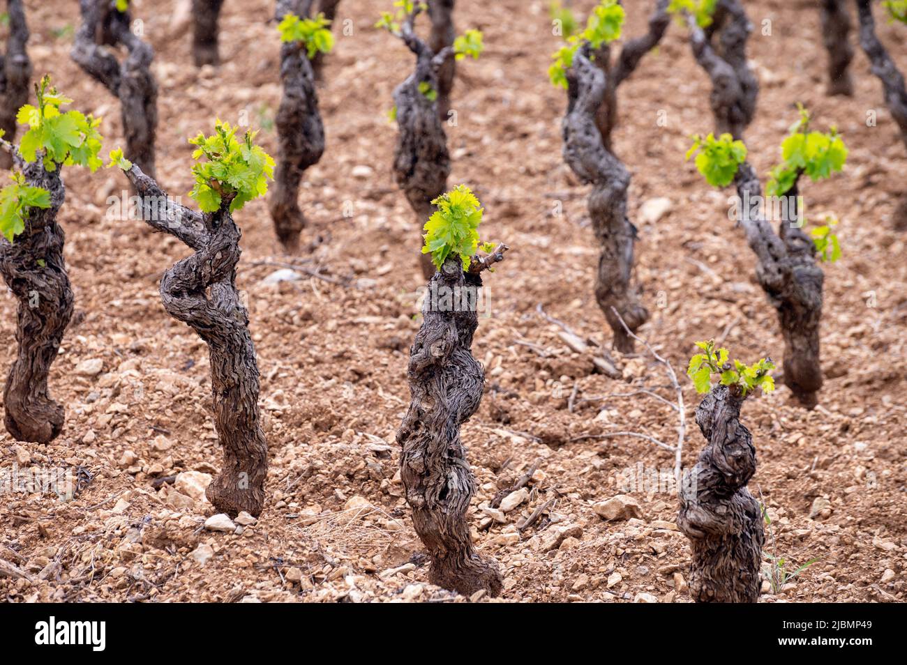 Old grape trunks on vineyards of Cotes de Provence in spring, Bandol ...