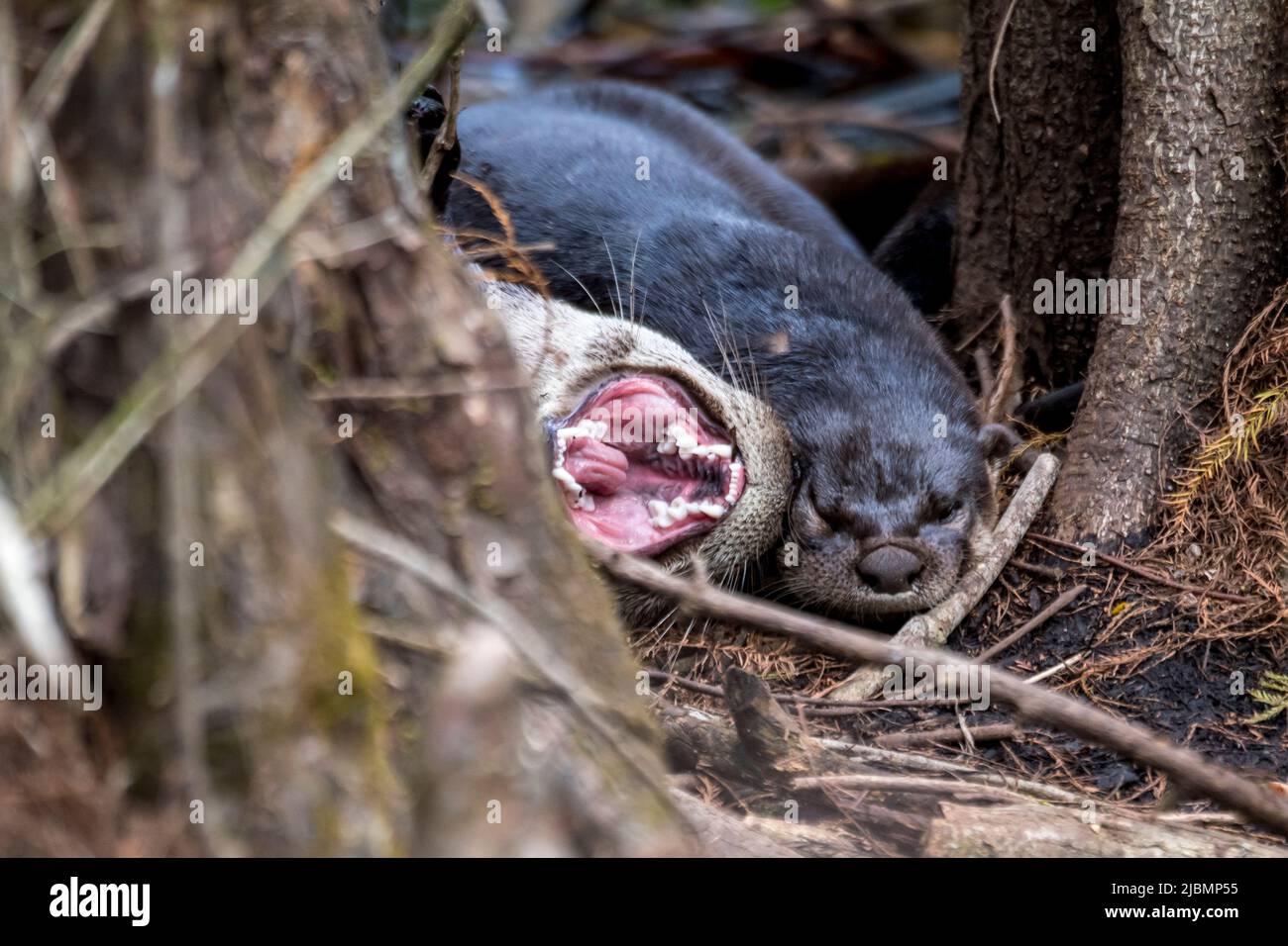 Naples, Florida. Corkscrew swamp sanctuary. A pair of River Otters ...