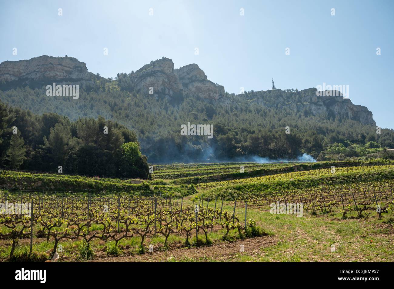 Grape trunks on green vineyards of Cotes de Provence in spring, Cassis ...