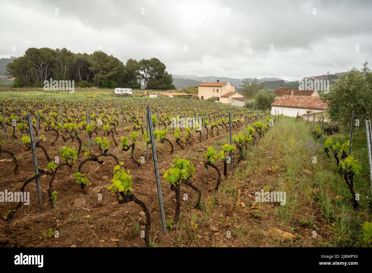 Grape trunks on green vineyards of Cotes de Provence in spring, Bandol ...