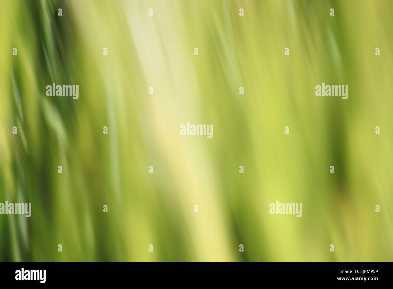 Green barley abstract Stock Photo - Alamy