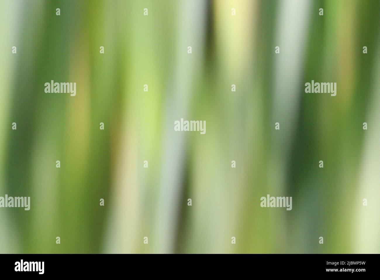 Green barley abstract Stock Photo - Alamy