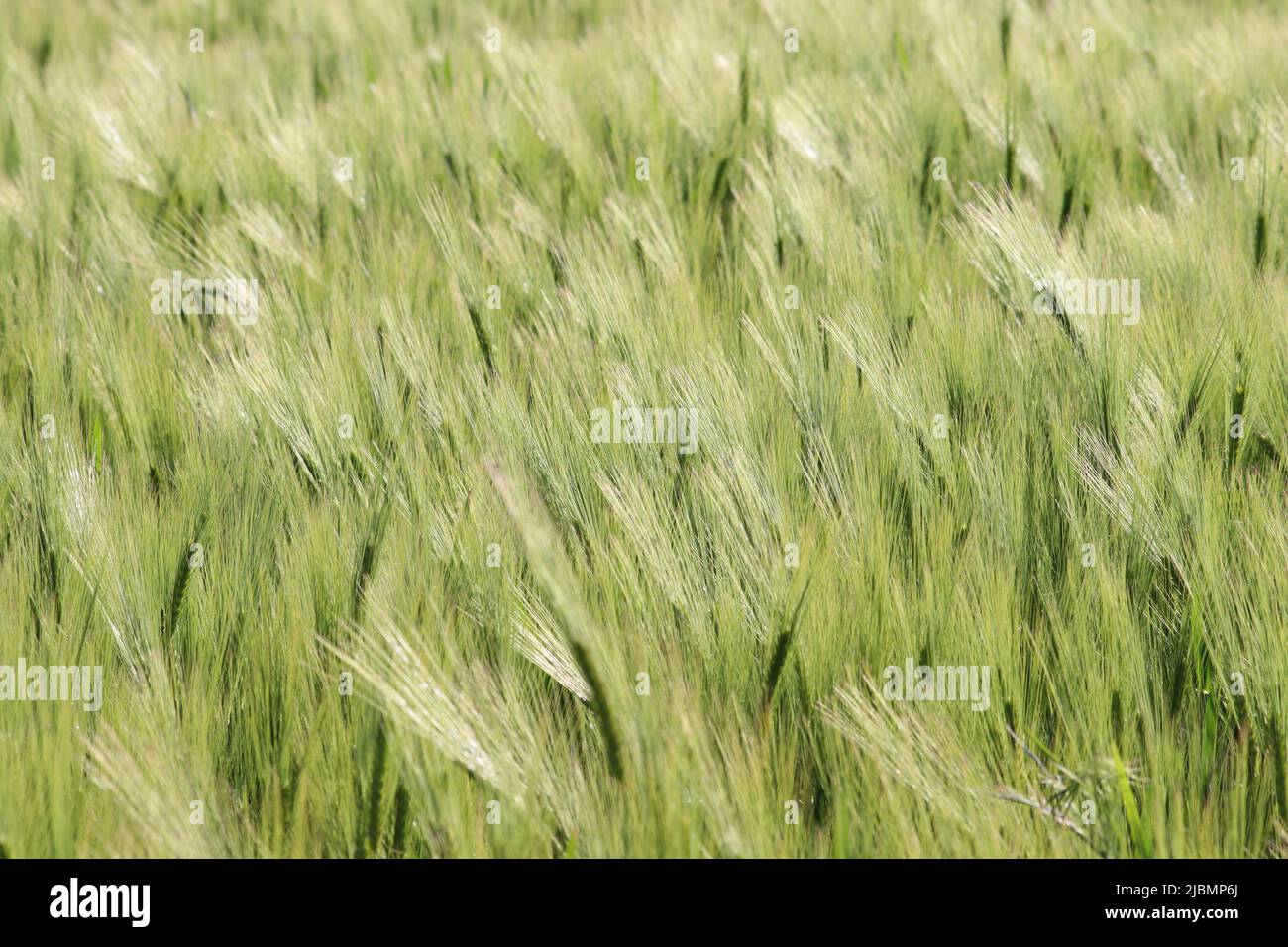 Field of green barley Stock Photo - Alamy
