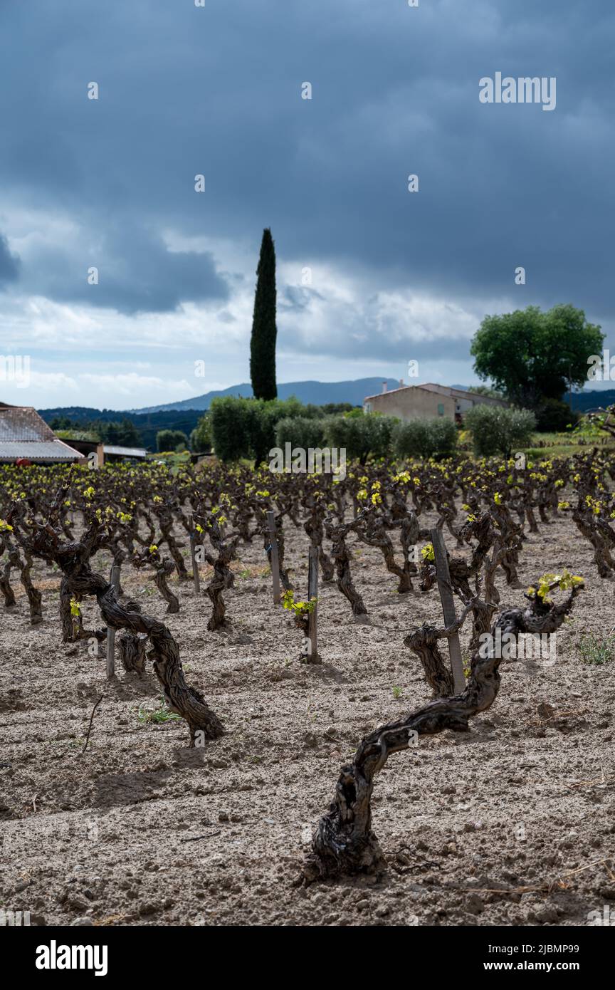 Old grape trunks on vineyards of Cotes de Provence in spring, Bandol ...