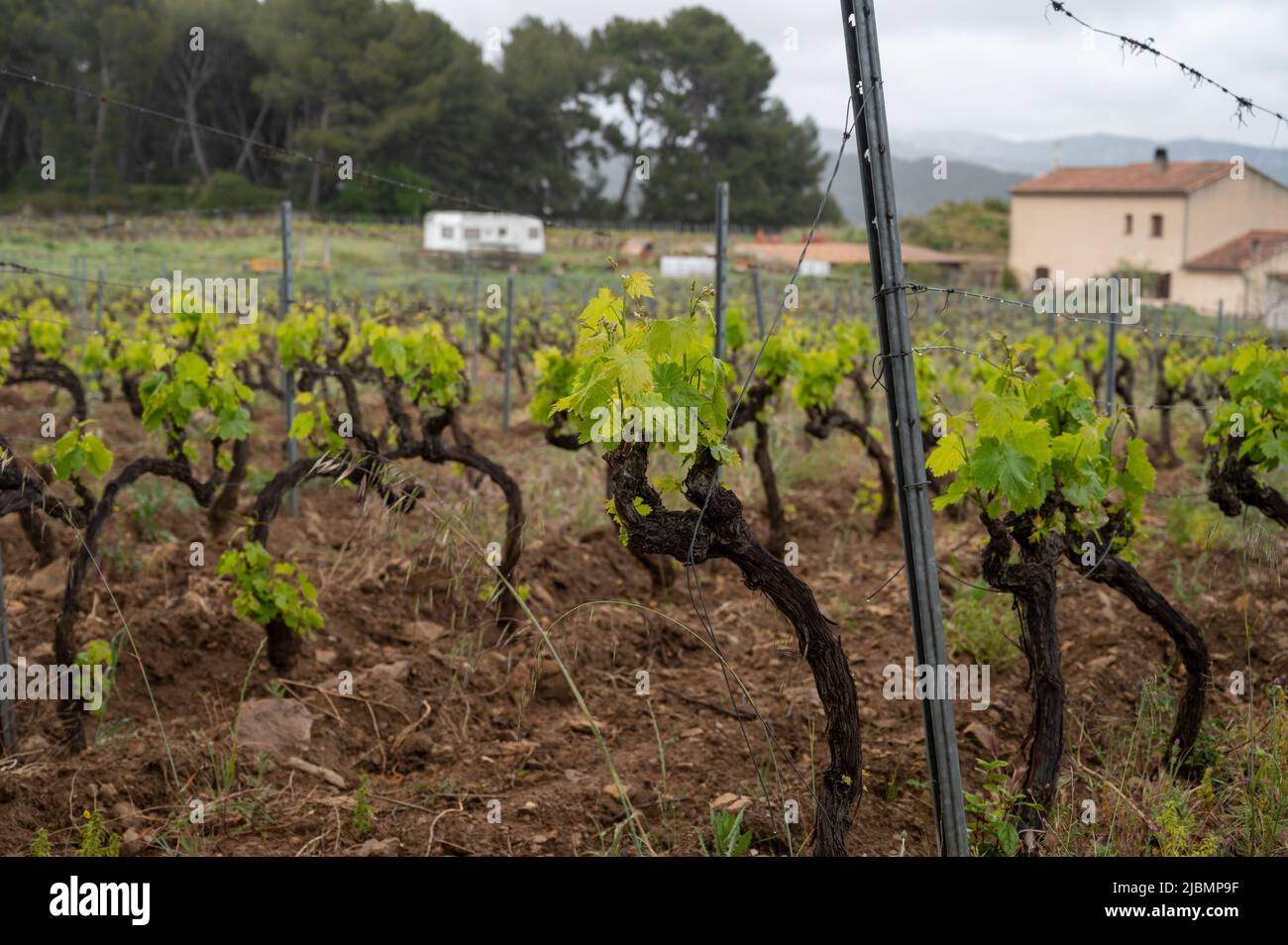 Grape trunks on green vineyards of Cotes de Provence in spring, Bandol ...