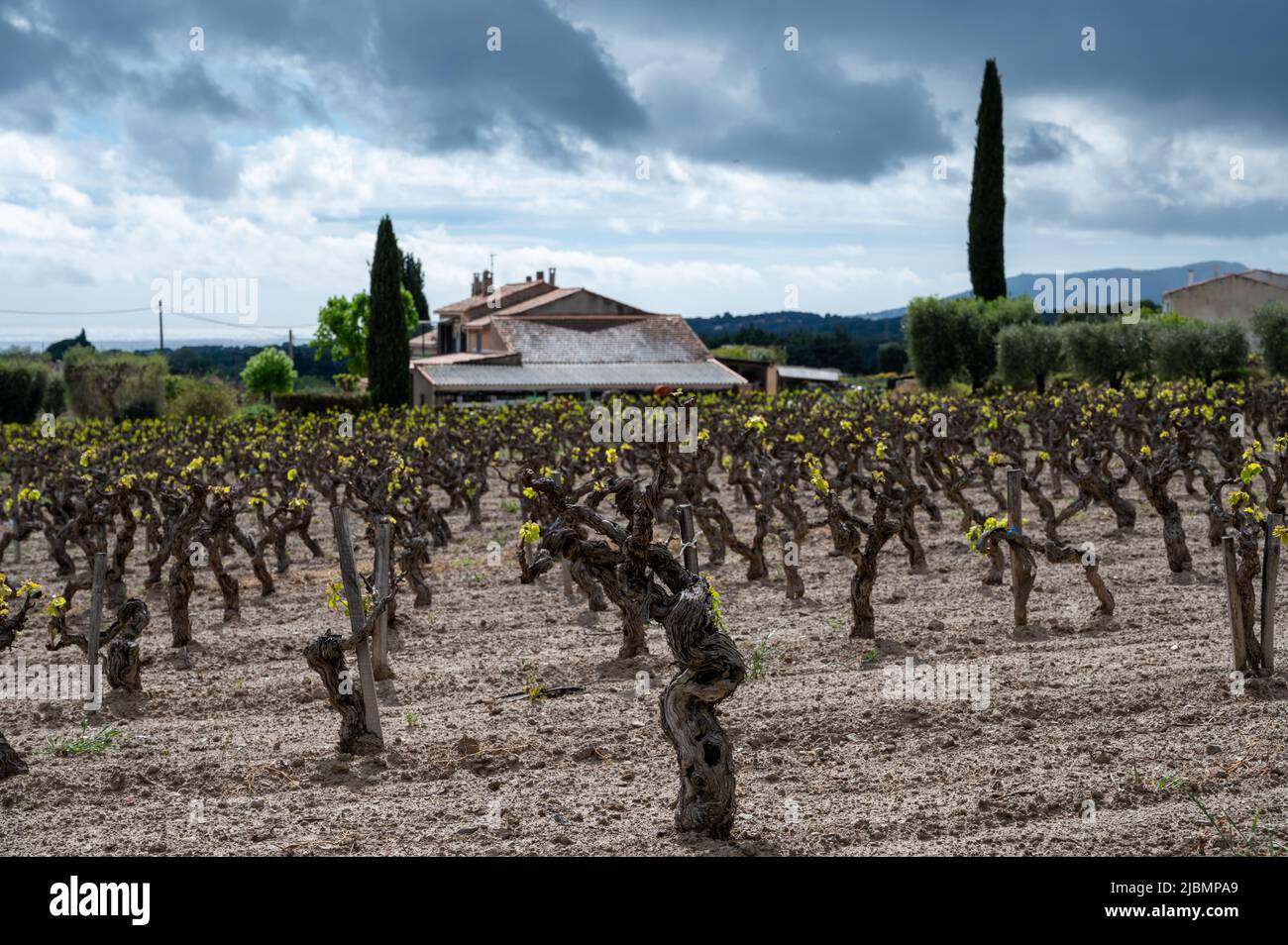 Old grape trunks on vineyards of Cotes de Provence in spring, Bandol ...