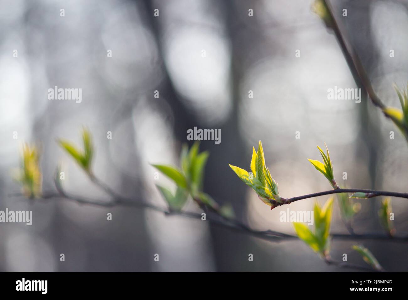 Green spring leaves. Early spring Stock Photo - Alamy