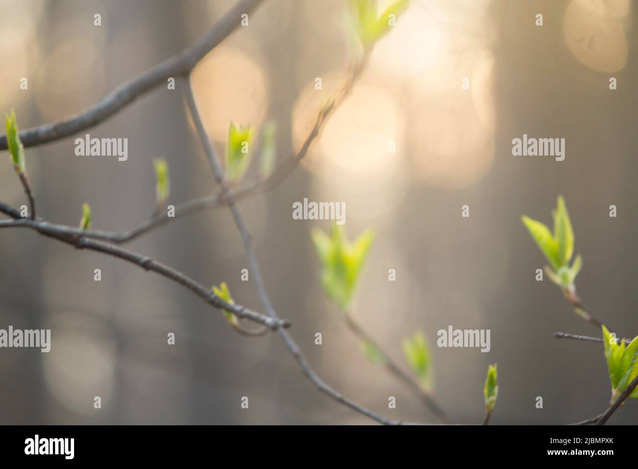 Green spring leaves. Early spring Stock Photo - Alamy