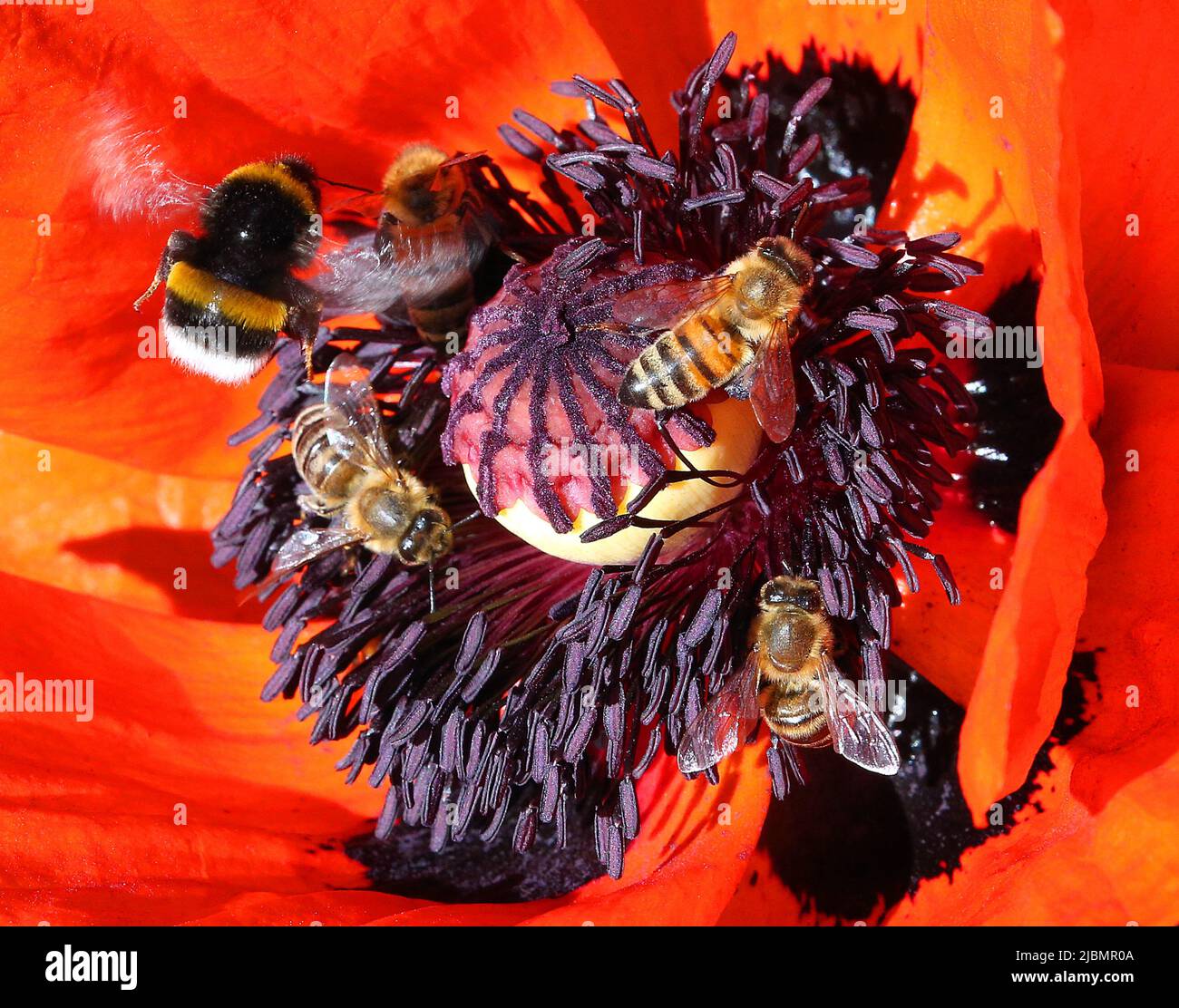 Berlin, Germany. 07th June, 2022. Honey bees and ground bumblebees fly ...