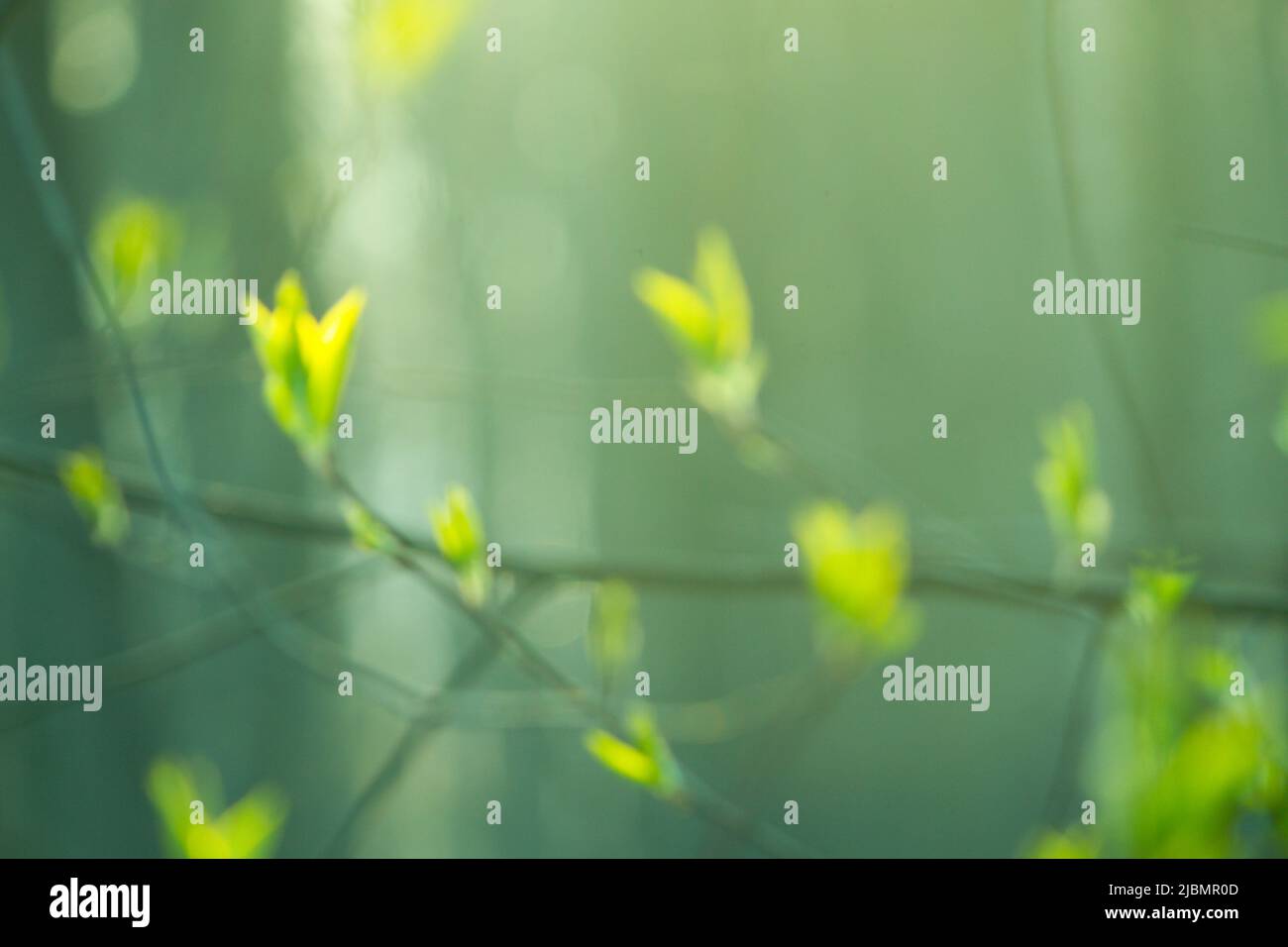 Green spring leaves. Early spring Stock Photo - Alamy