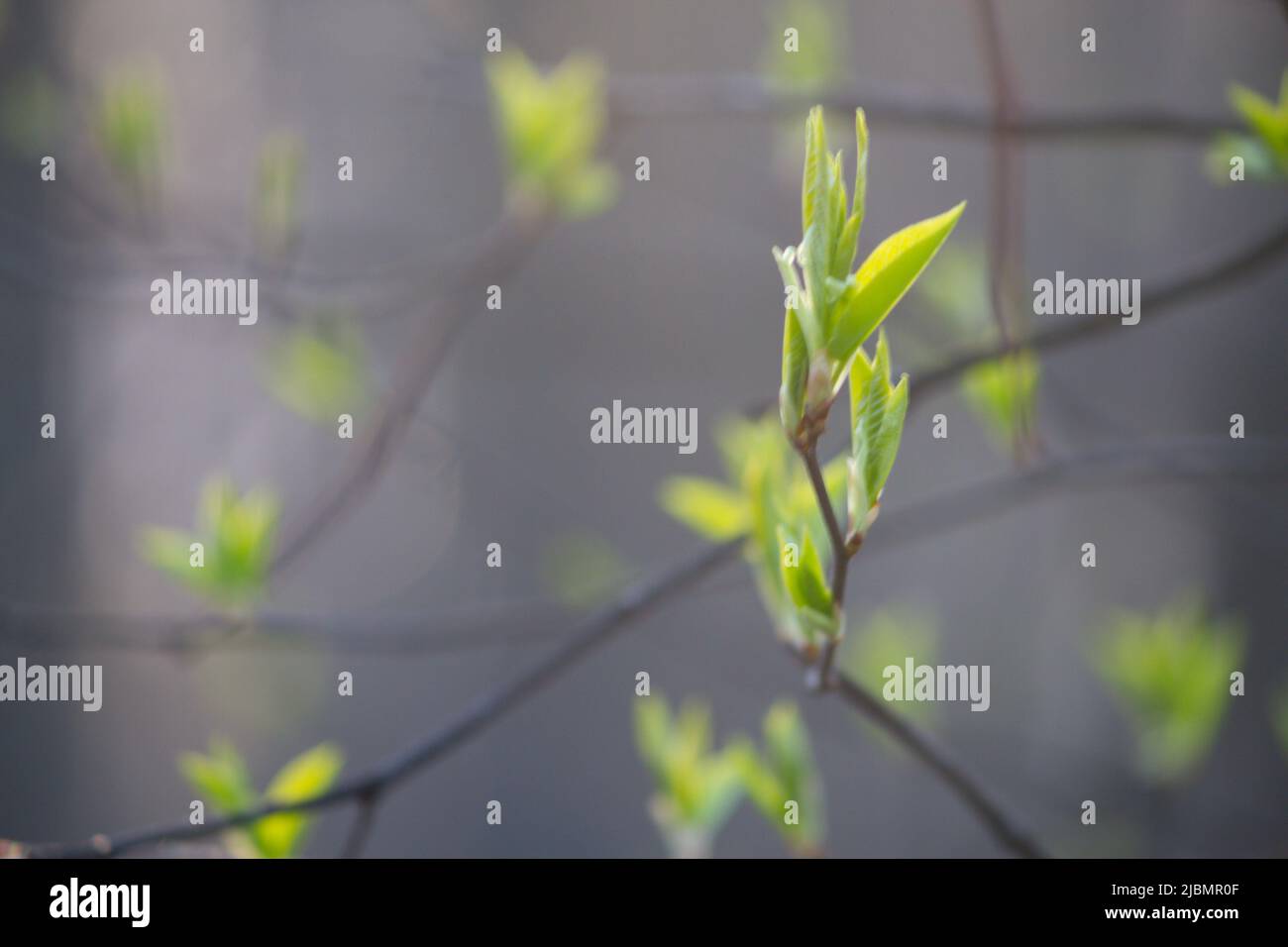 Green spring leaves. Early spring Stock Photo - Alamy