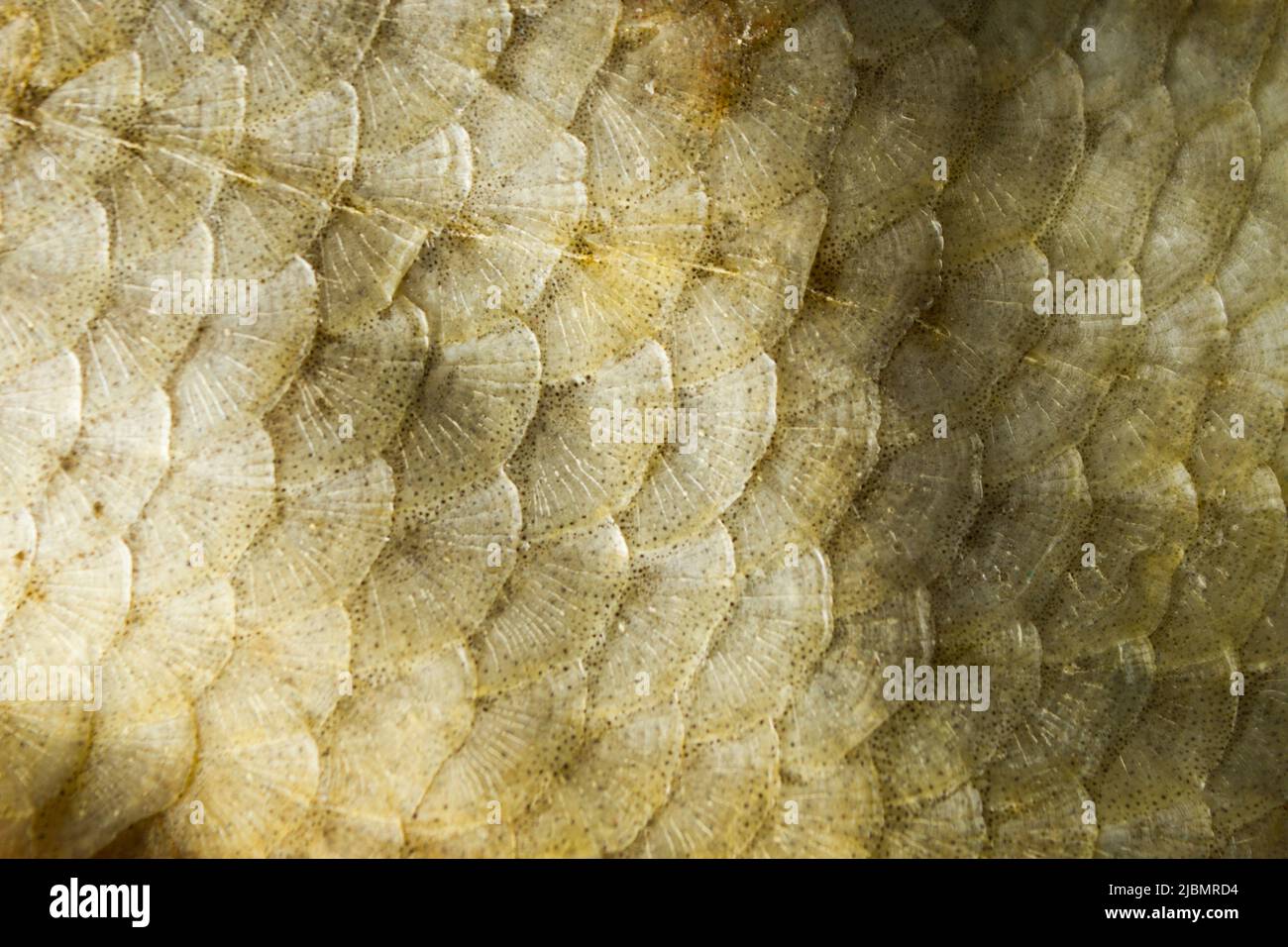 Texture of fish skin. Dry fish Stock Photo - Alamy