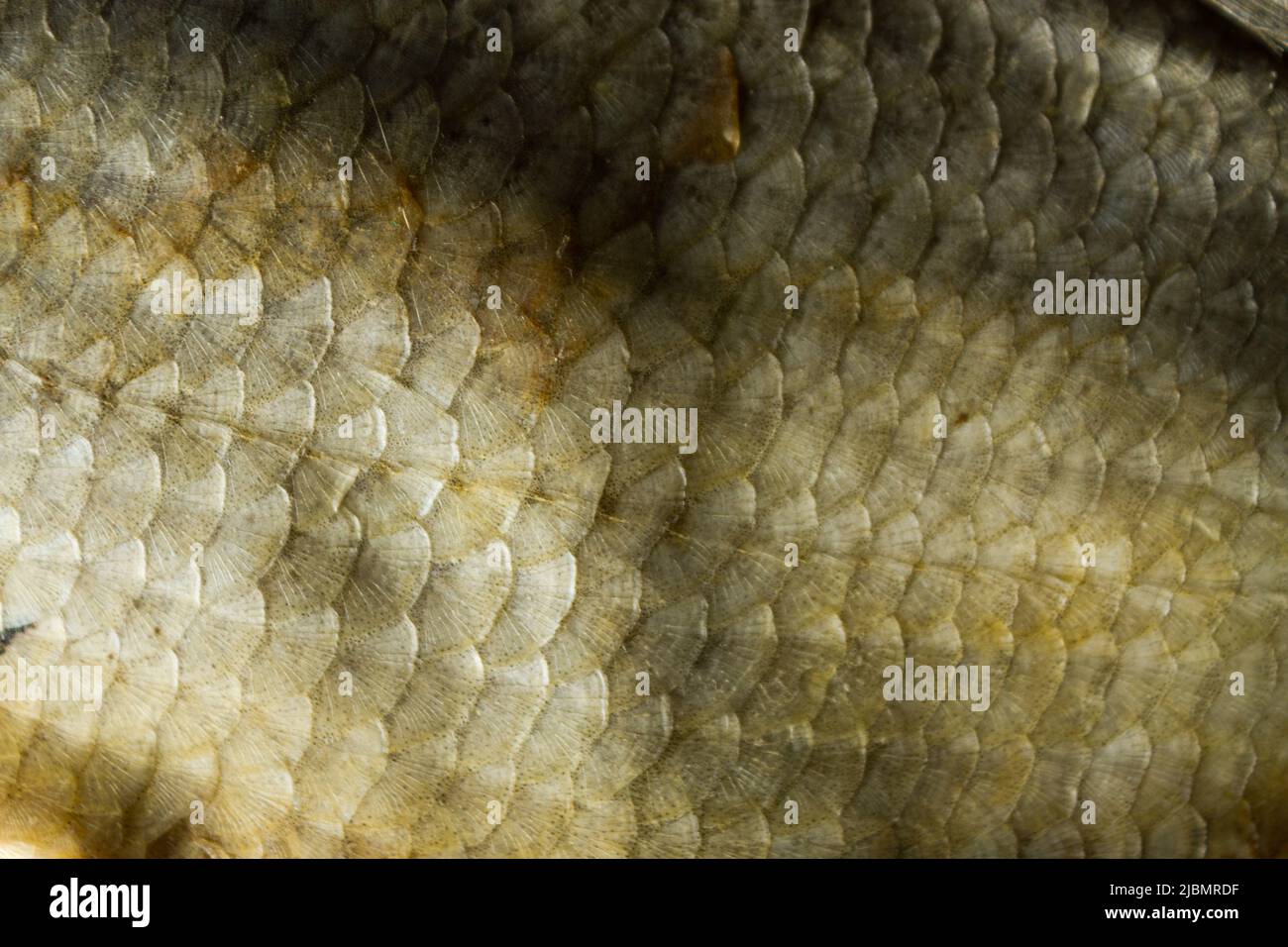 Texture of fish skin. Dry fish Stock Photo - Alamy