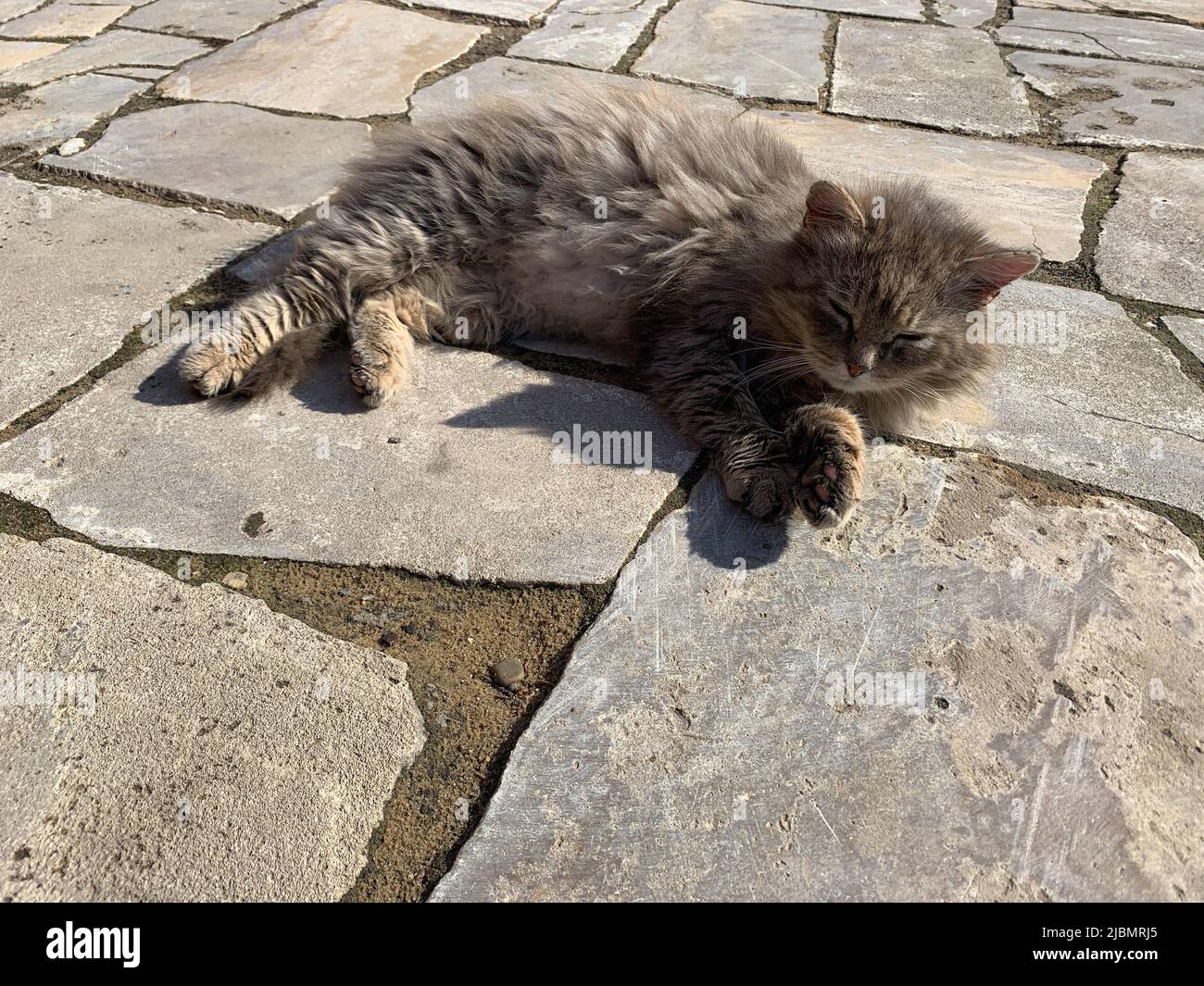 The street cat. Homeless cats Stock Photo - Alamy