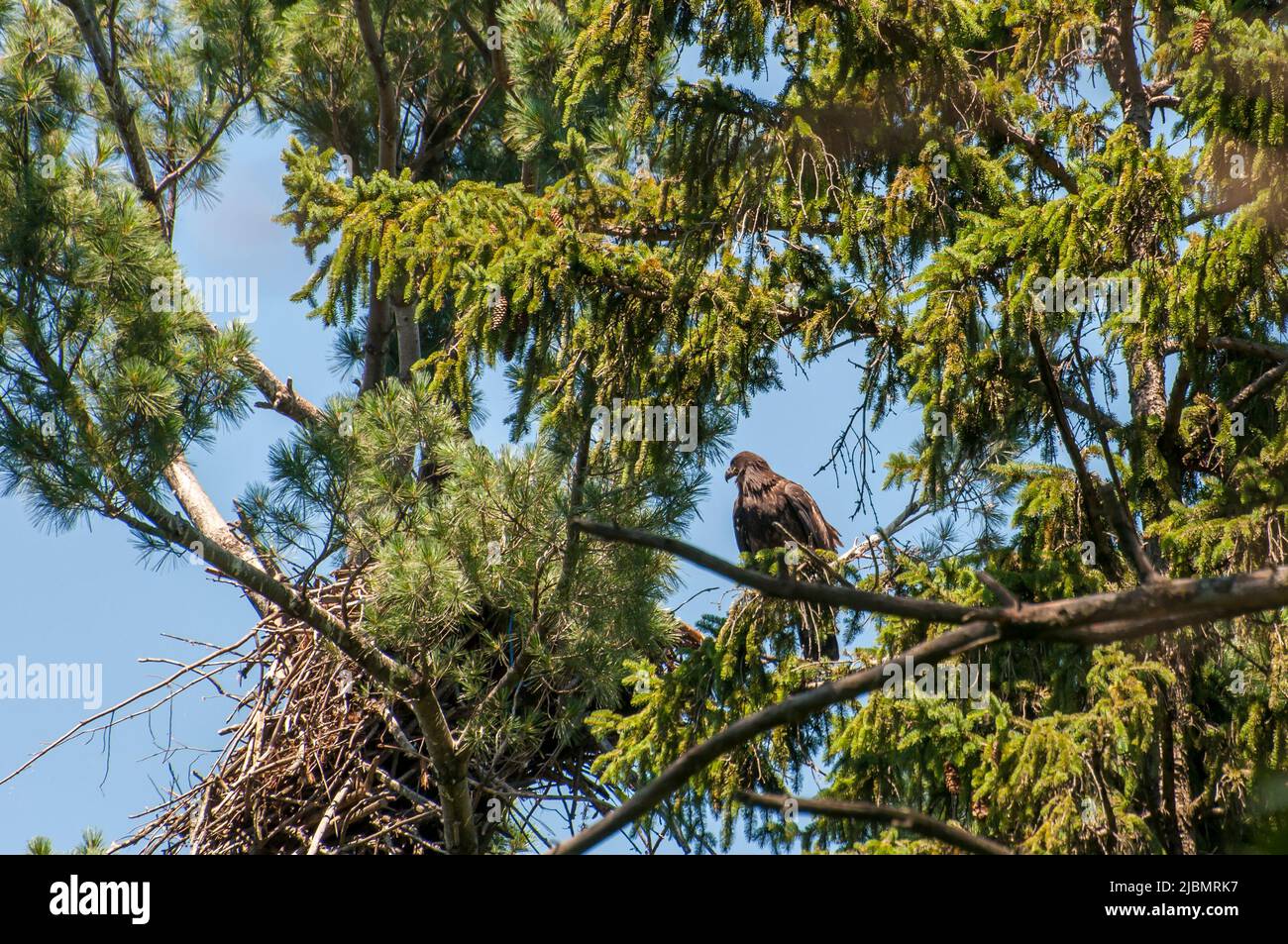 Vadnais Heights, Minnesota. John H. Allison forest. A young bald eagle ...