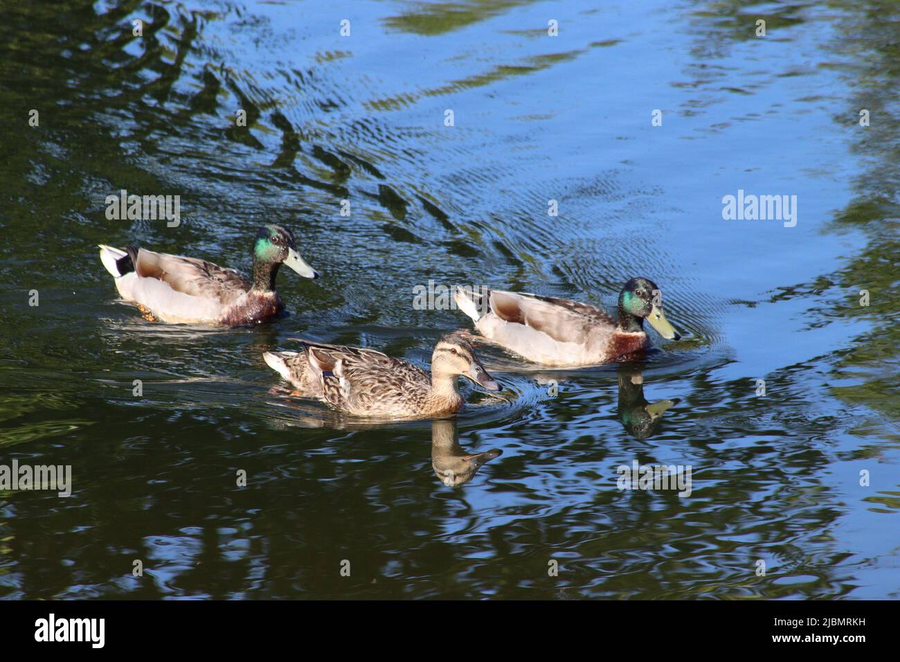 Ducks in pond Stock Photo - Alamy