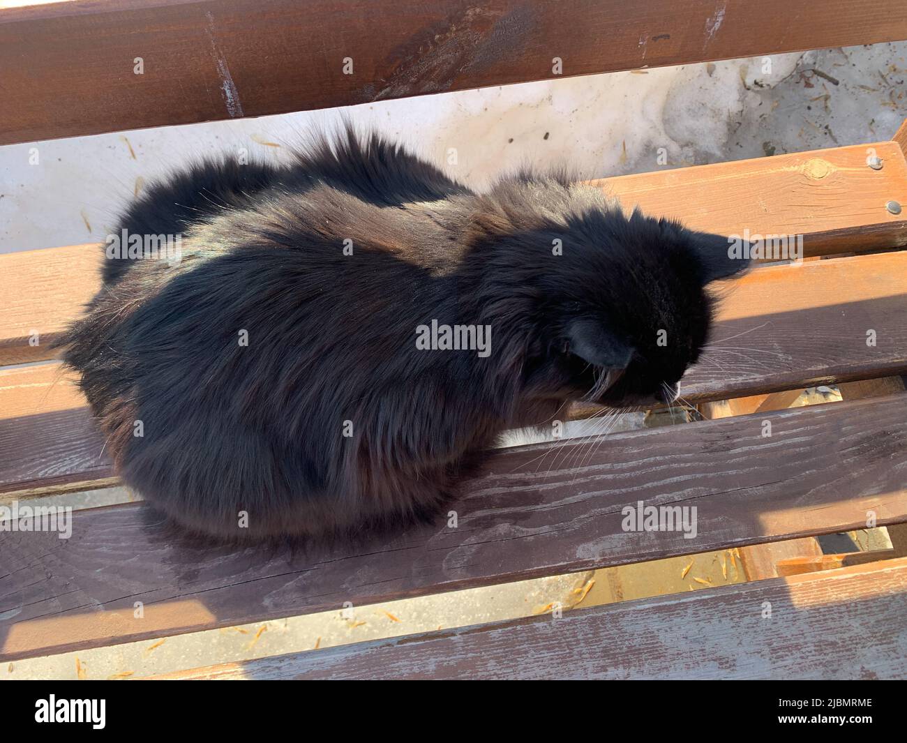 The street cat. Homeless cats Stock Photo - Alamy