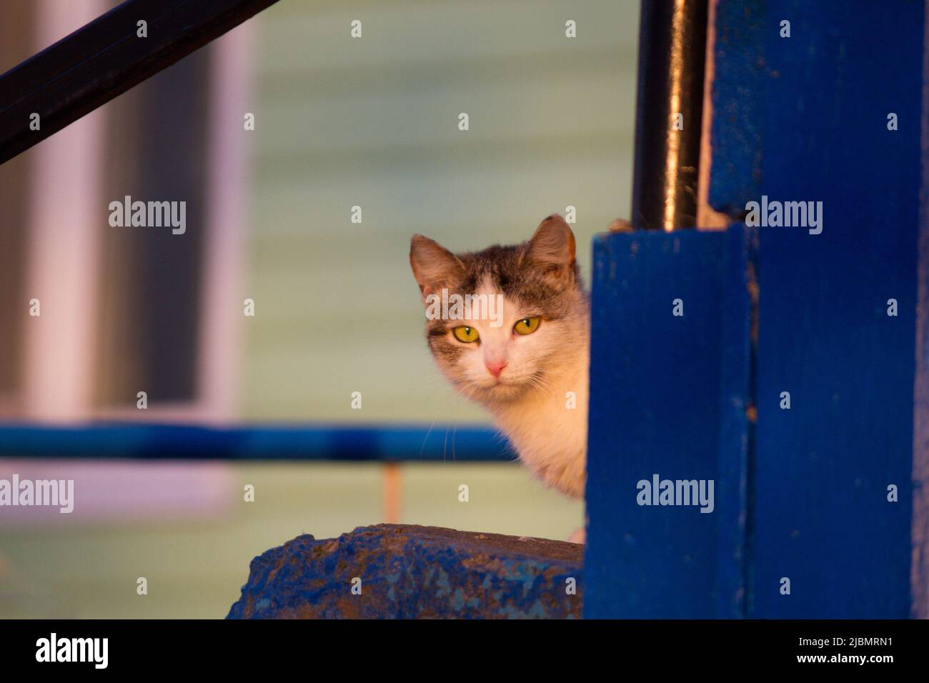 The street cat. Homeless cats Stock Photo - Alamy