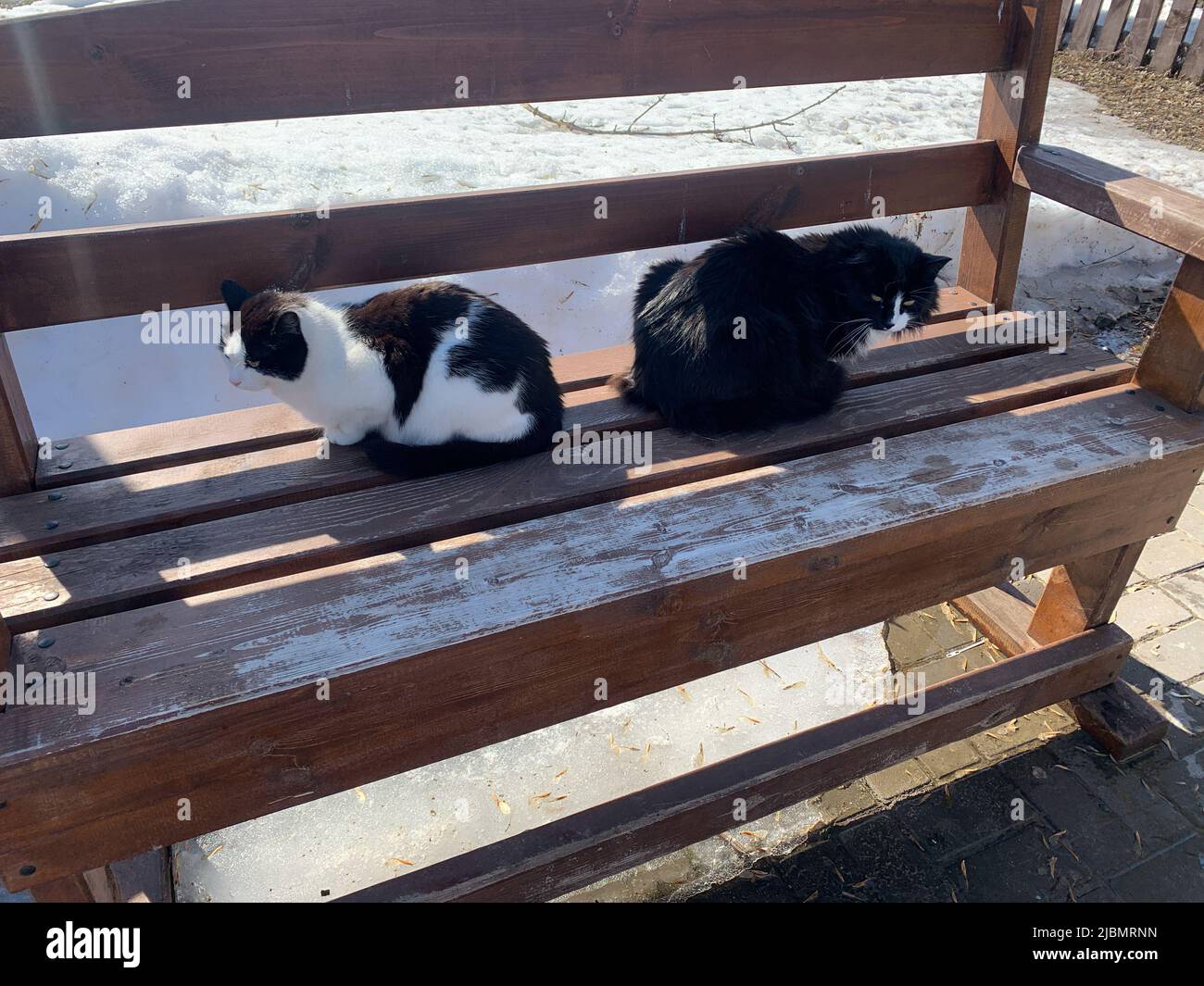 The street cat. Homeless cats Stock Photo - Alamy