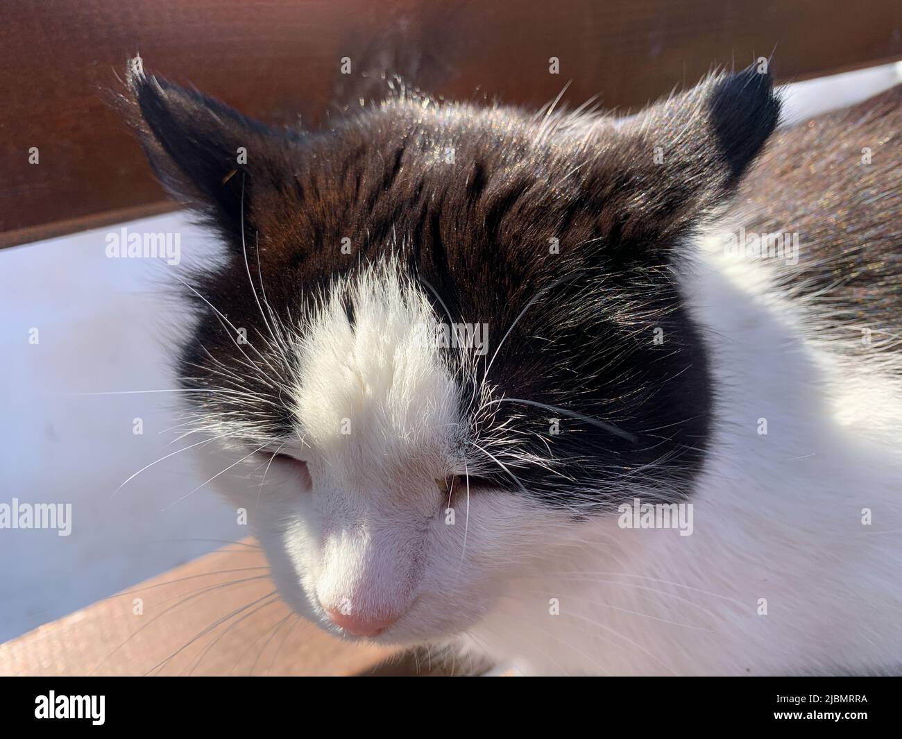 The street cat. Homeless cats Stock Photo - Alamy