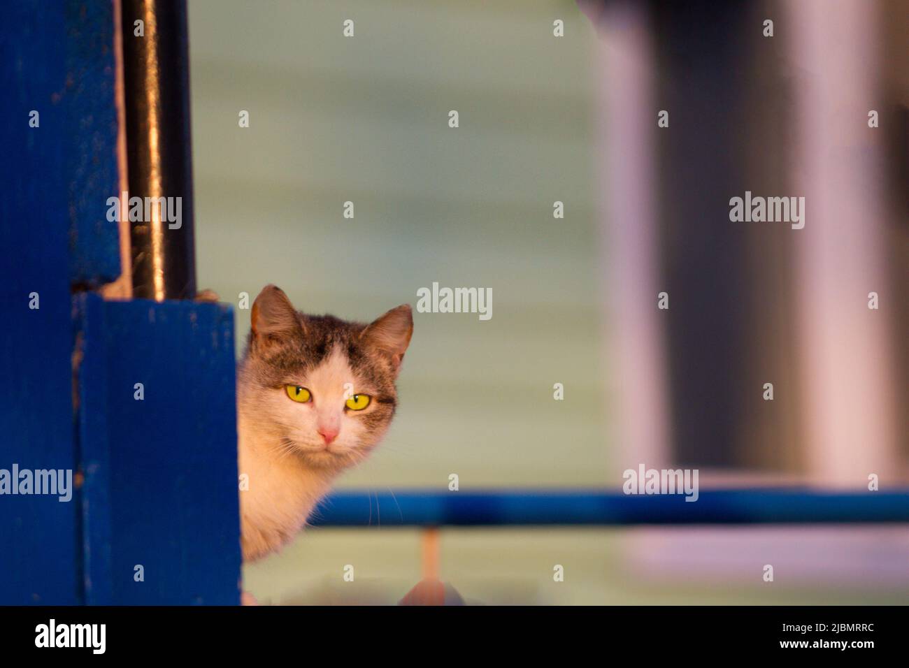 The street cat. Homeless cats Stock Photo - Alamy