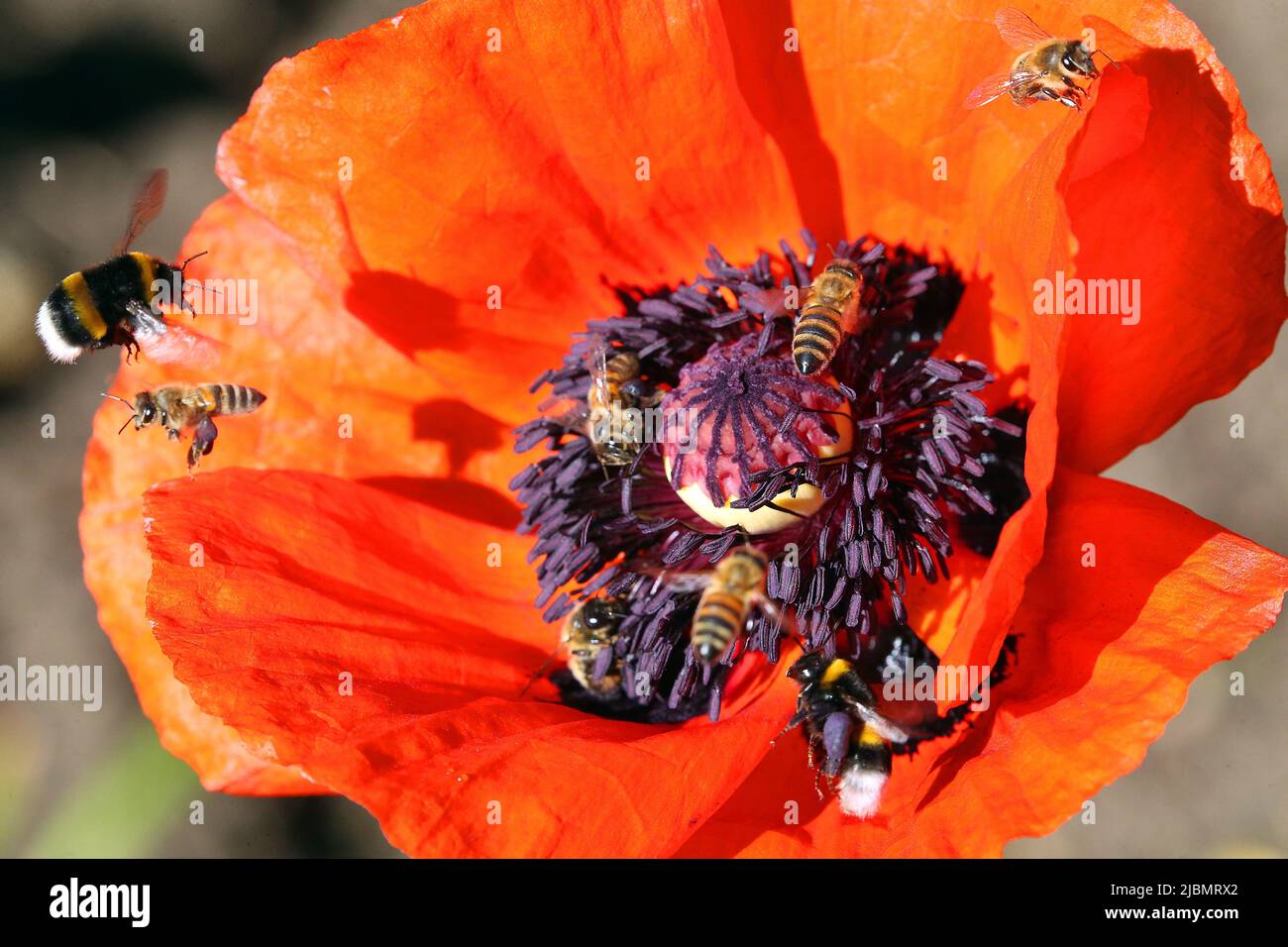 Berlin, Germany. 07th June, 2022. Honey bees and ground bumblebees fly ...