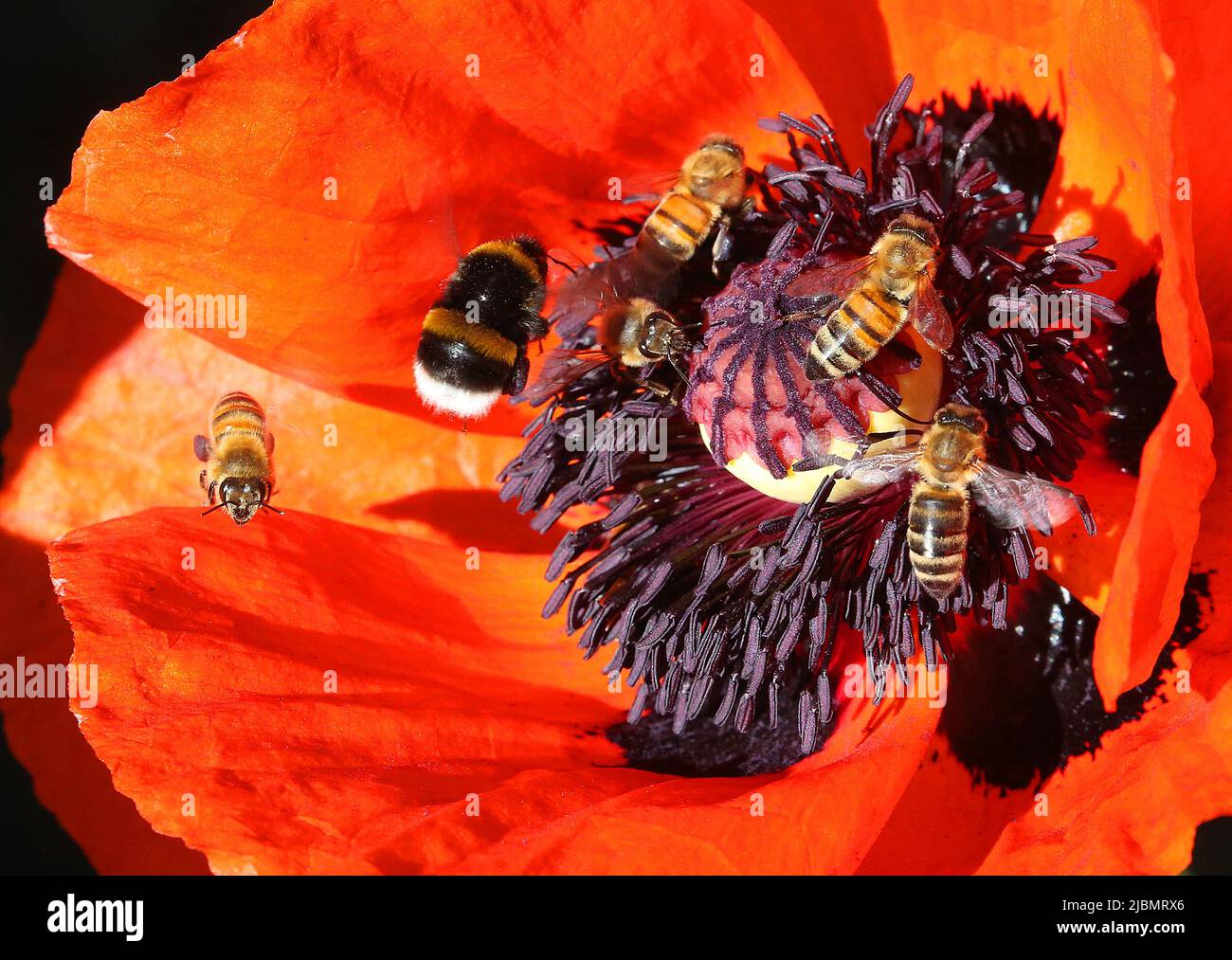 Berlin, Germany. 07th June, 2022. Honey bees and ground bumblebees fly ...
