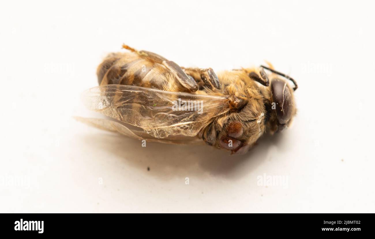 Dead bee infected with varroa mite on a white background Stock Photo ...