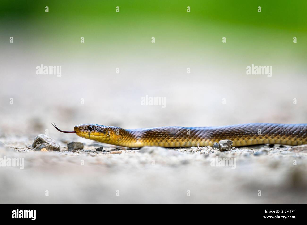 Aesculapian snake on the road, Bieszczad, Carpathians, Poland Stock ...