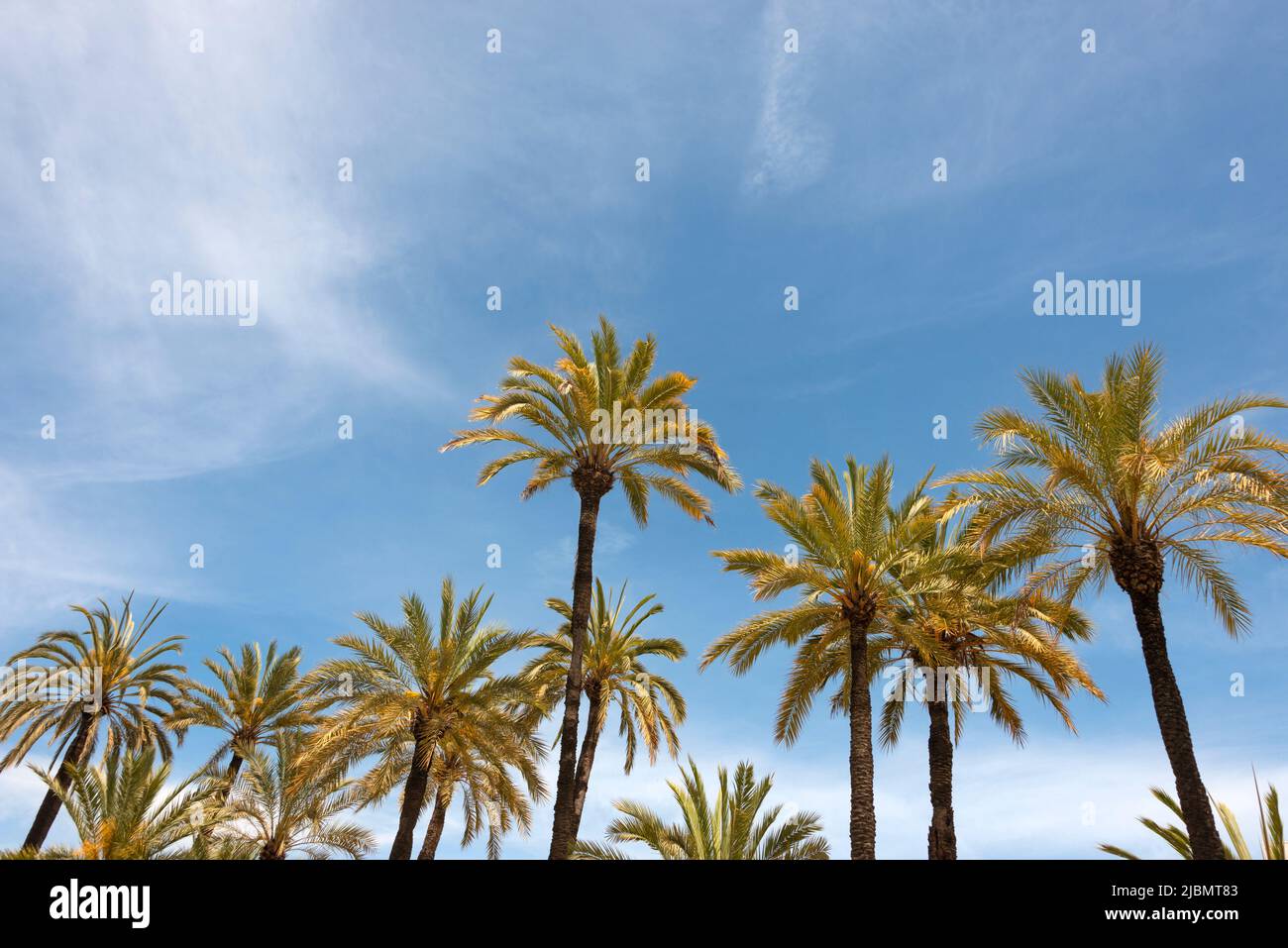 Blue sky green palm trees hi-res stock photography and images - Alamy