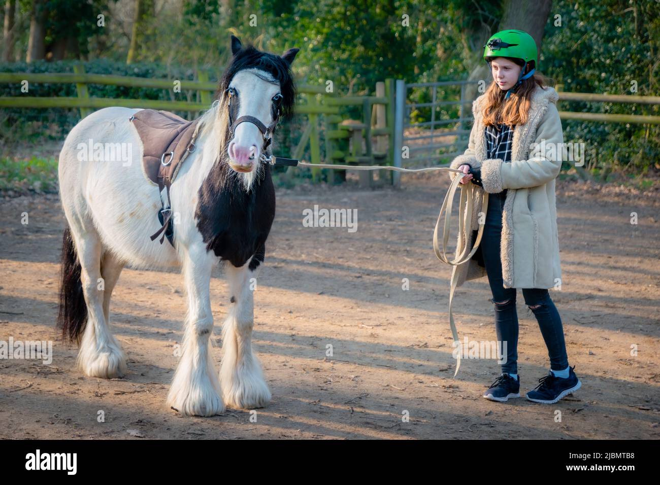 A teenage girl holding the reins of a piebald gypsy cob draft horse ...