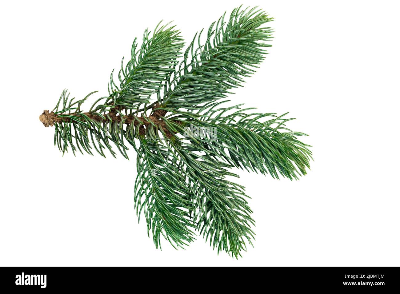 Festive tree branches Cut Out Stock Images & Pictures - Alamy