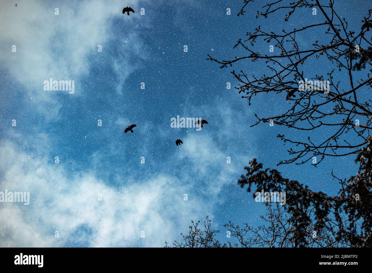 Silhouettes of rooks flying overhead in a snow storm blizzard Stock ...