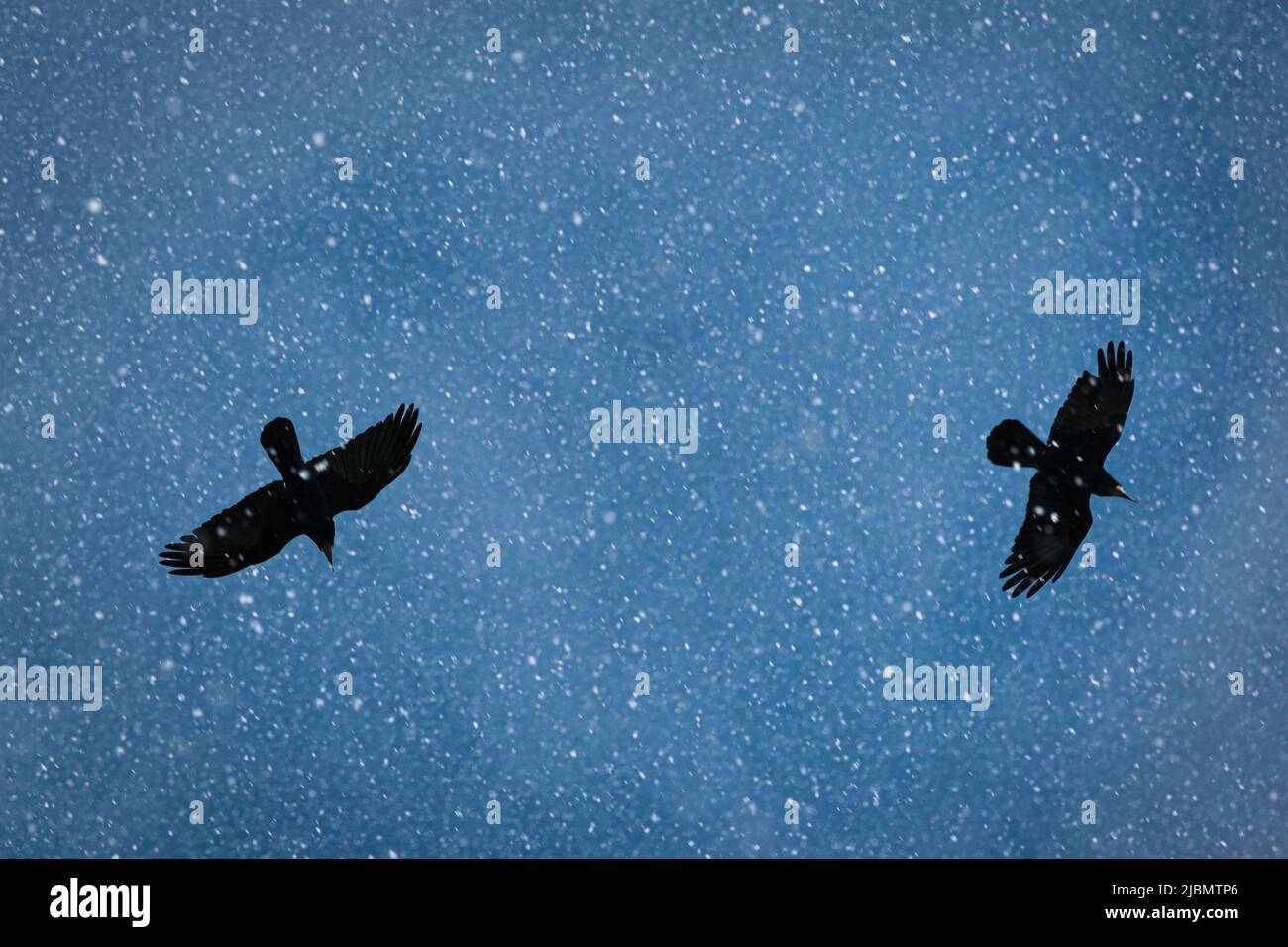 Two birds silhouette hi-res stock photography and images - Alamy