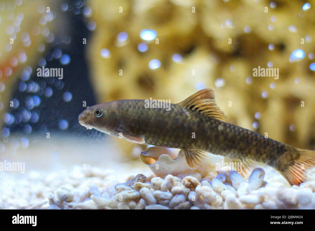 fish Garra Rufa in an aquarium against the background of air bubbles ...
