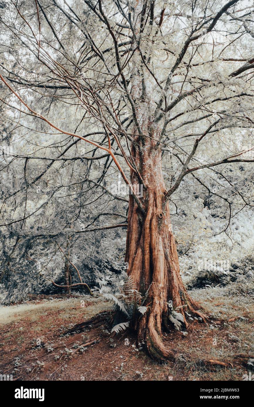 Old tree in a park Stock Photo - Alamy
